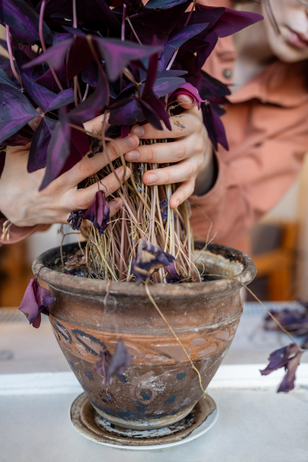 How I Grew a Big Oxalis Plant & Cared for It (Quick Guide)